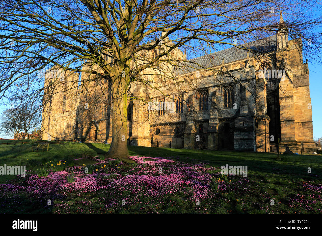 Spring flowers, Ripon Cathedral; Ripon town; North Yorkshire; England ...