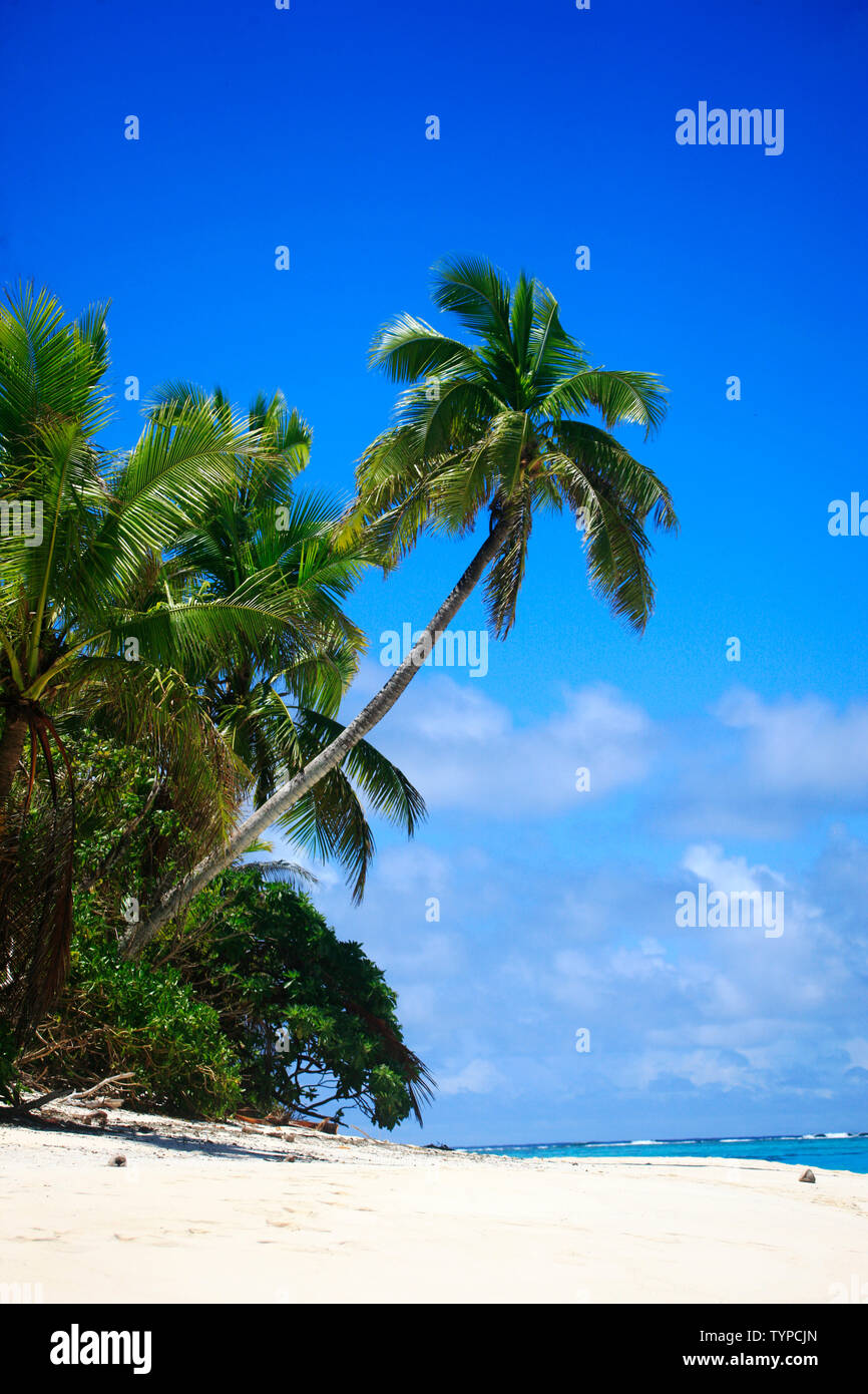Tropical Island with a paradise beach and palm trees, Fiji Islands ...