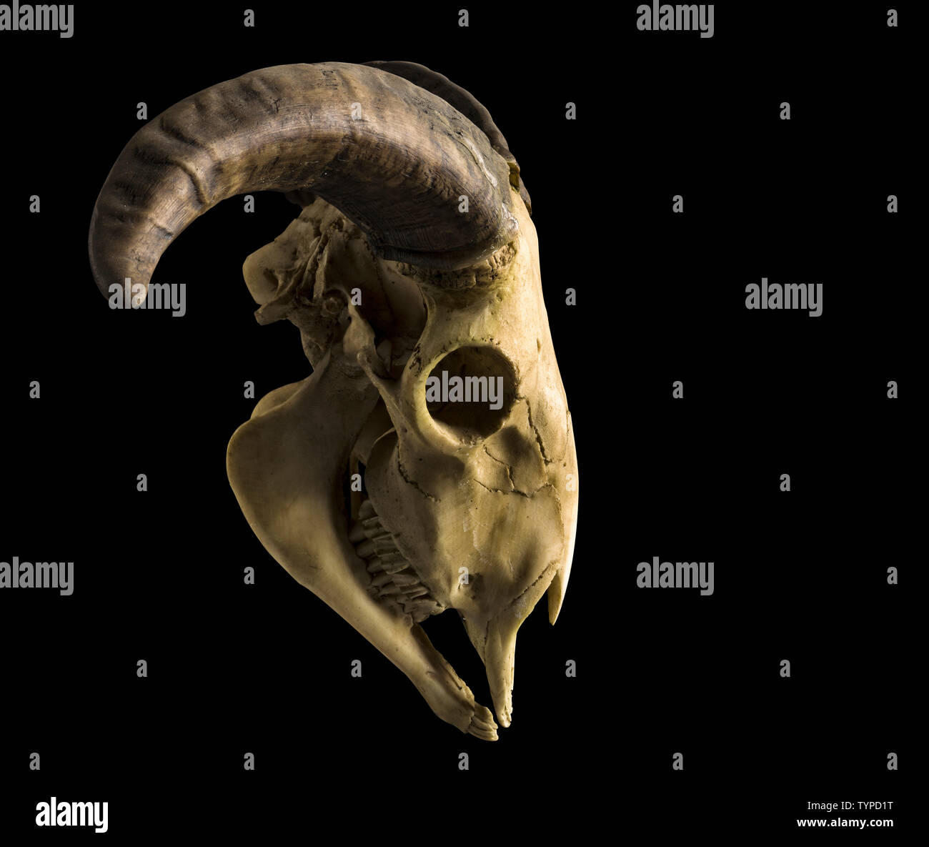 Goat skull hi-res stock photography and images - Alamy