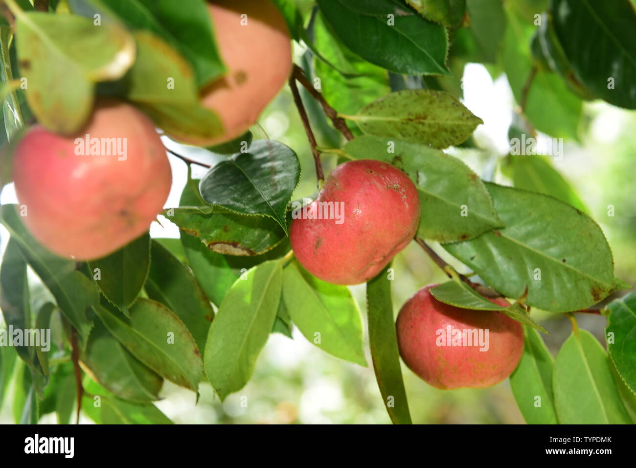 Oil tea, tea fruit Stock Photo - Alamy