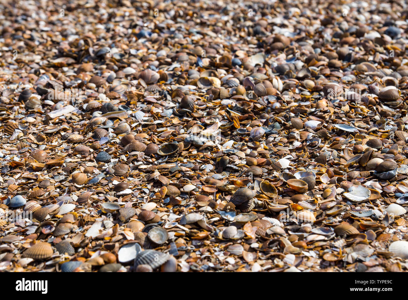 Skeleton cups hi-res stock photography and images - Alamy