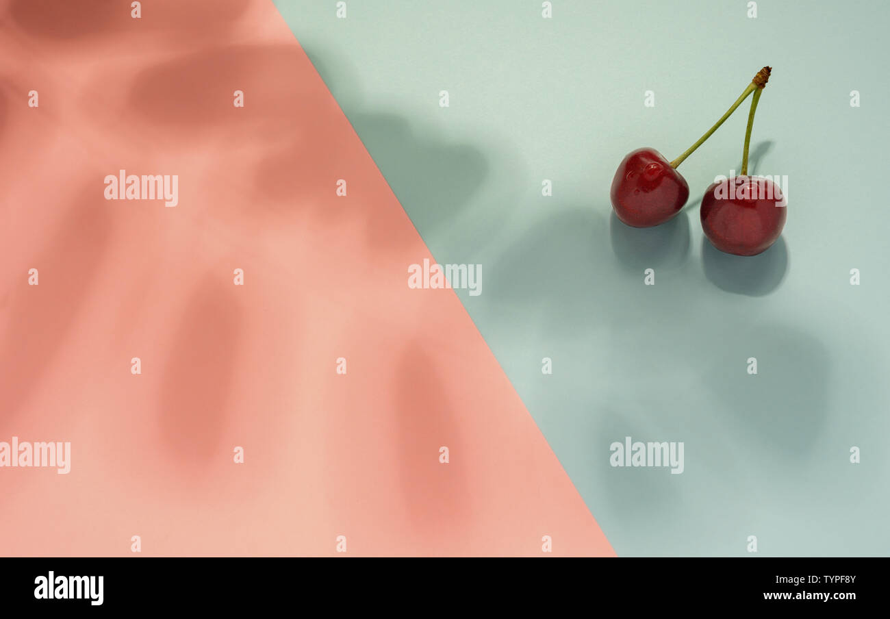 Cherry fruit with tree leaves shadow on blue and pink background ...