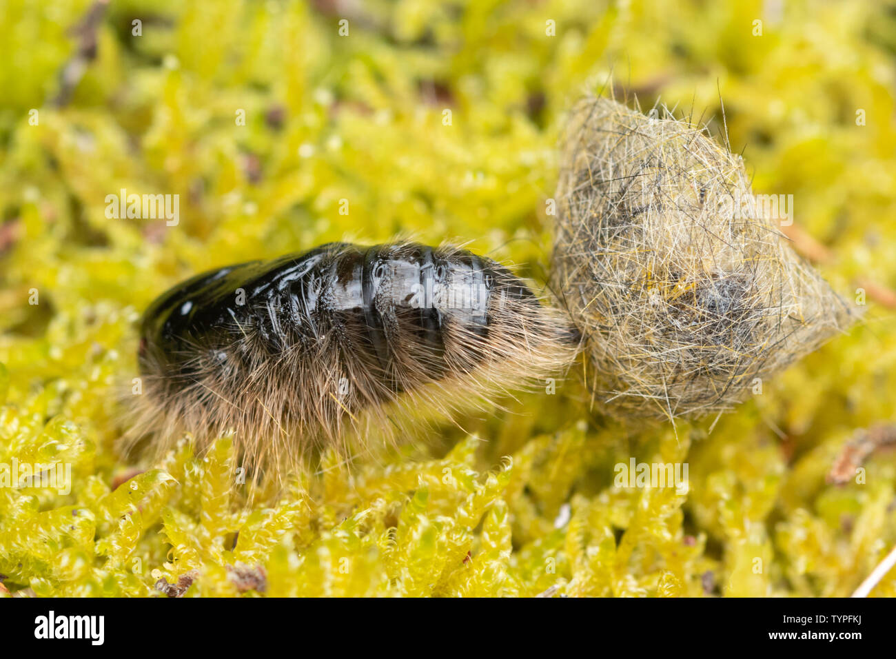 Moth pupa and cocoon, Surrey heathland, UK Stock Photo - Alamy