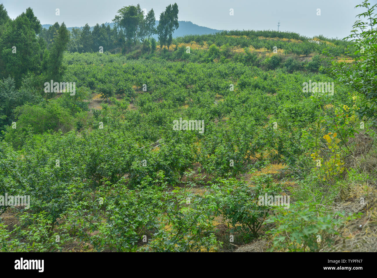 Pepper rattan pepper branch close-up HD large picture Stock Photo - Alamy