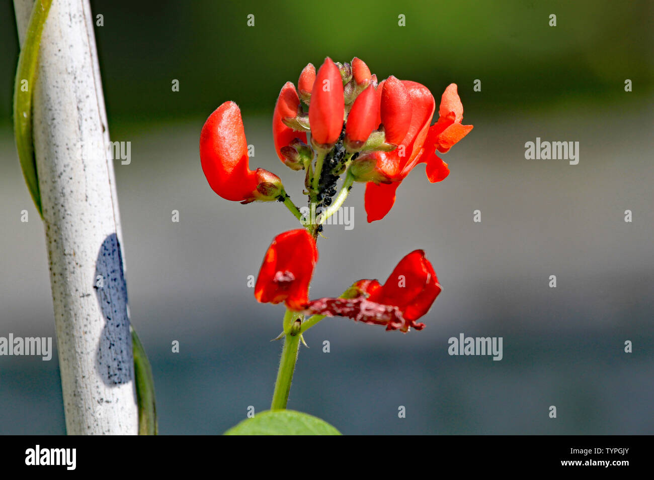 Black runner bean hi-res stock photography and images - Alamy