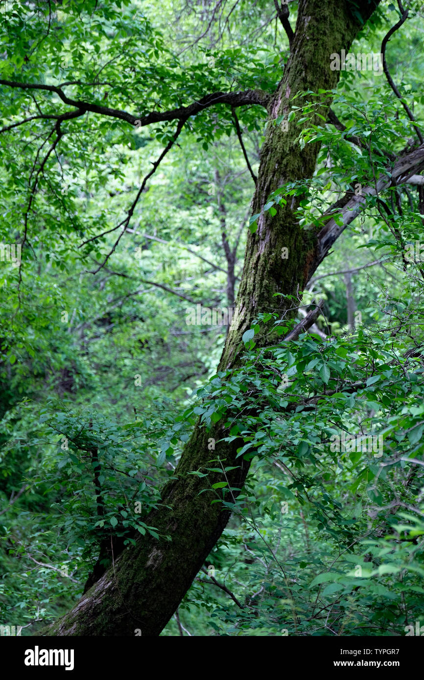 An old tree growing askew in the mountain forest Stock Photo - Alamy