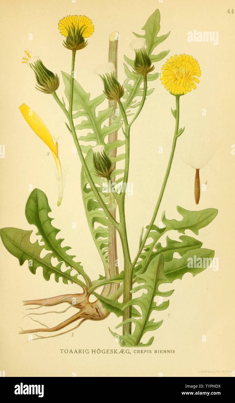Beautiful vintage hand drawn illustrations of plants and flowers from ...