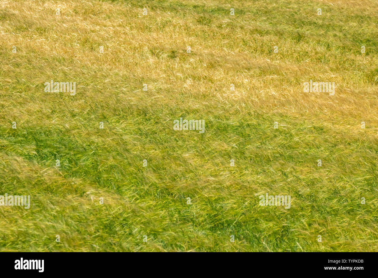 Georgia wheat grain hi-res stock photography and images - Alamy