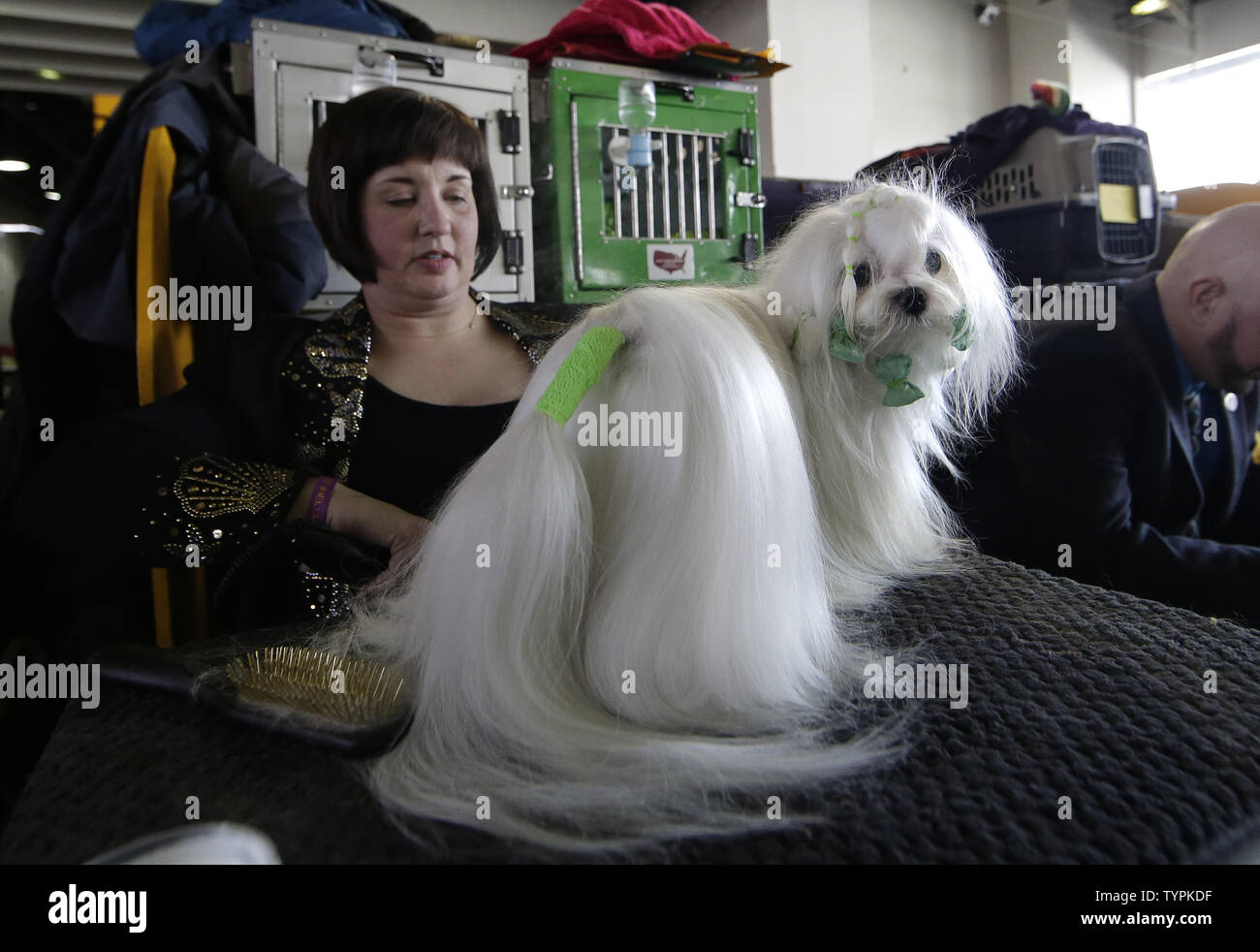 Maltese competing hi-res stock photography and images - Alamy