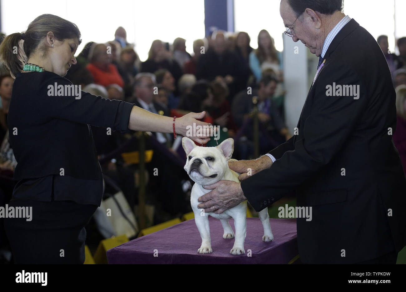 A French Bull Dog competes at the 139th Annual Westminster Kennel Club ...