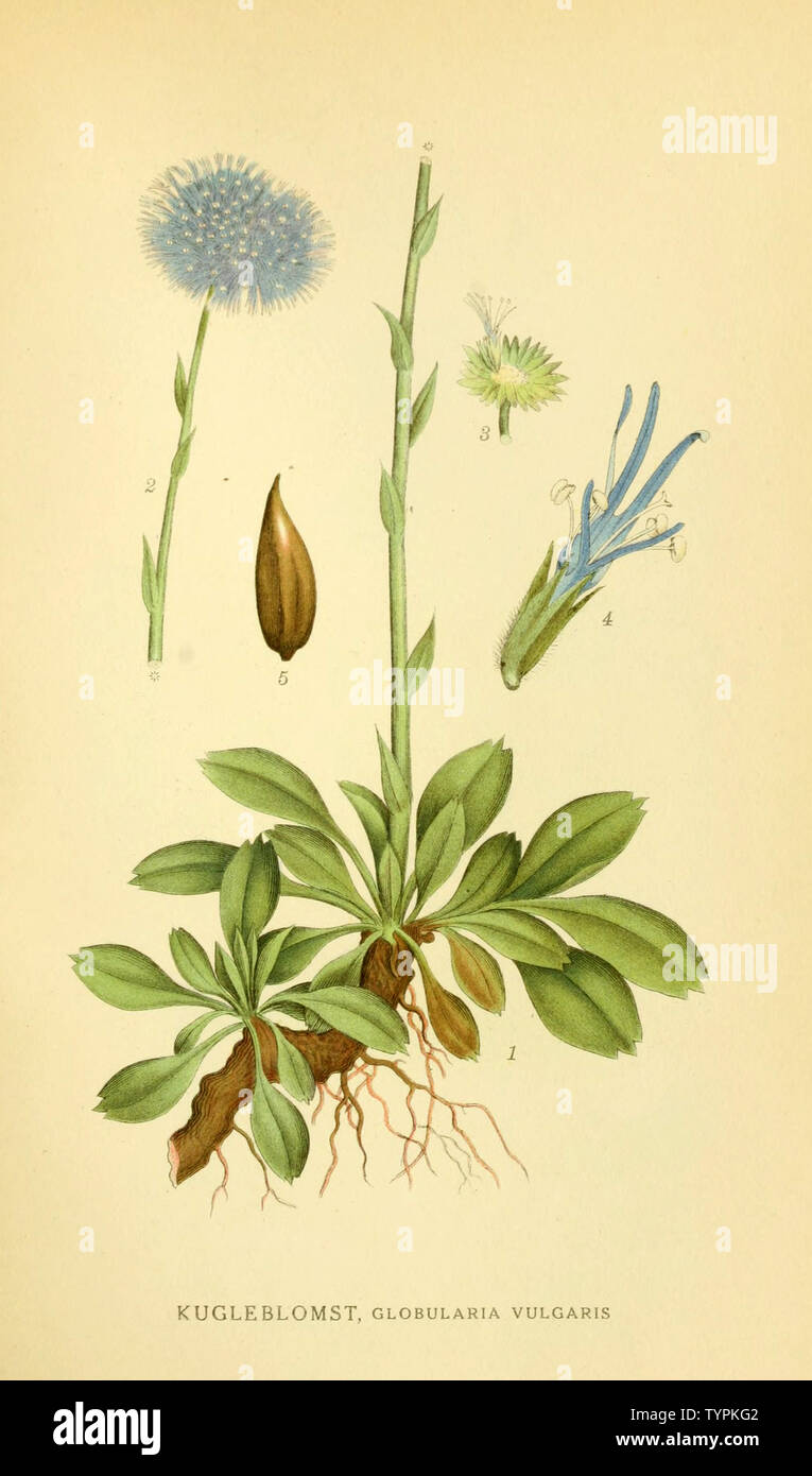 Beautiful vintage hand drawn illustrations of plants and flowers from ...