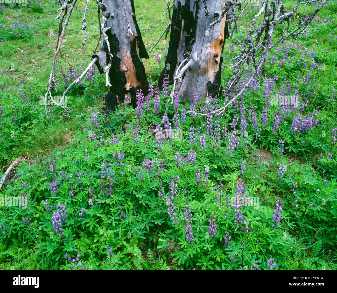 Fire scarred tree hi-res stock photography and images - Alamy