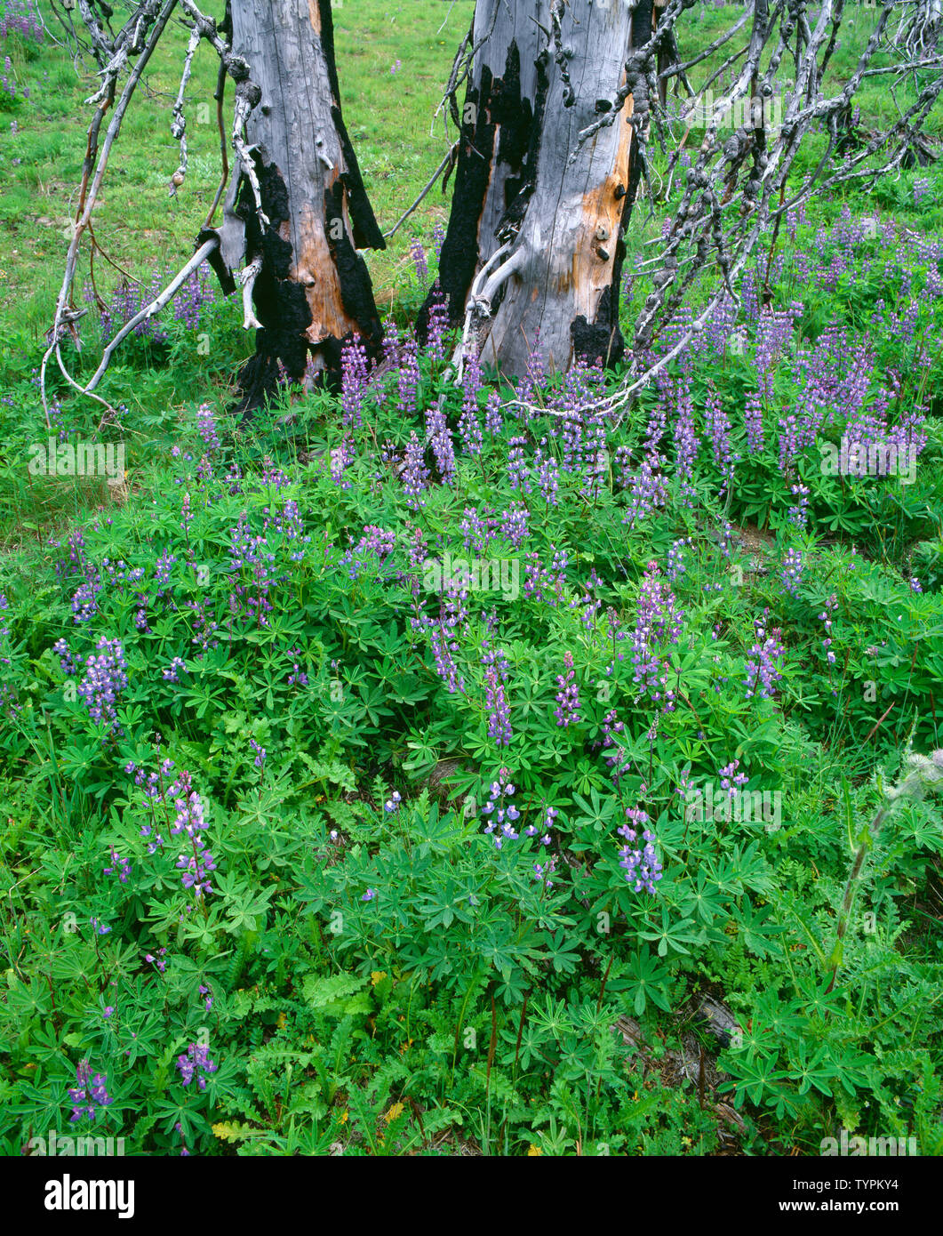 Olympic national park forest fire hi-res stock photography and images ...