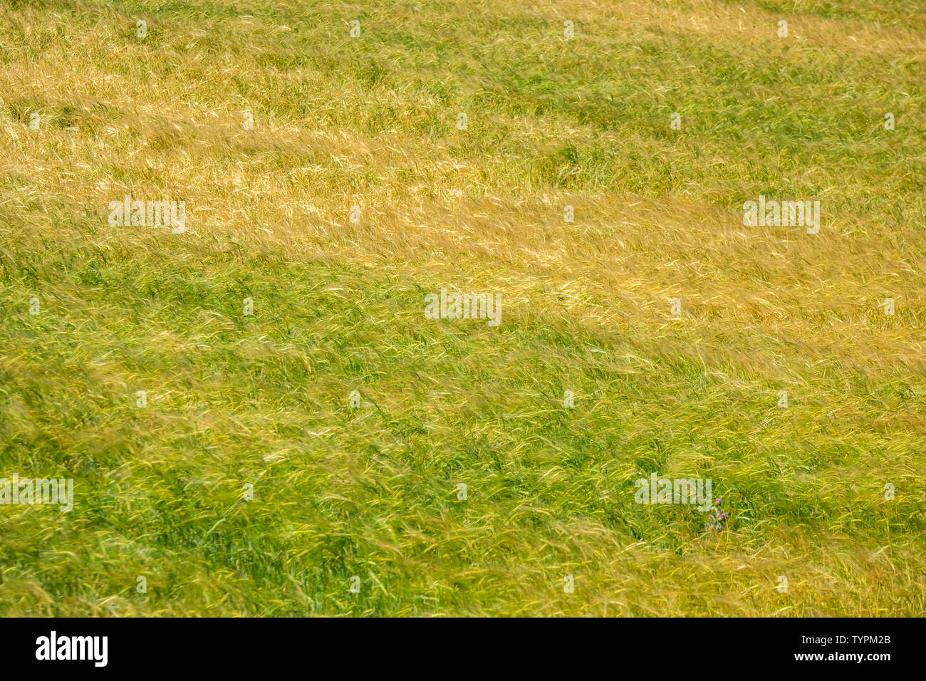 Georgia wheat grain hi-res stock photography and images - Alamy