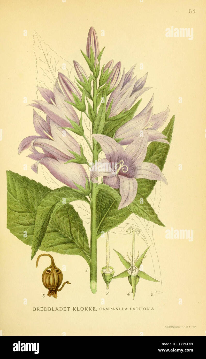 Beautiful vintage hand drawn illustrations of plants and flowers from ...