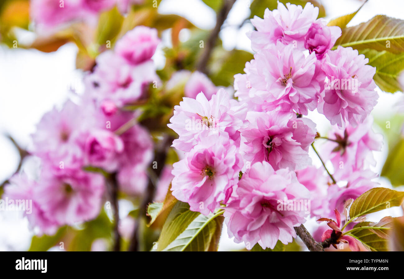 Cherry blossoms open, beautiful cherry blossoms Stock Photo - Alamy