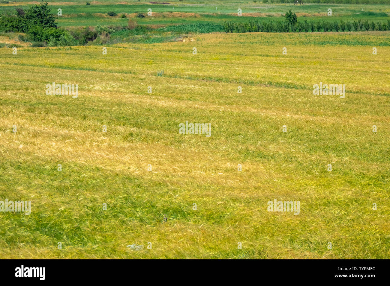 Wheat field, landscape of agricultural grain crops. Georgia Stock Photo ...