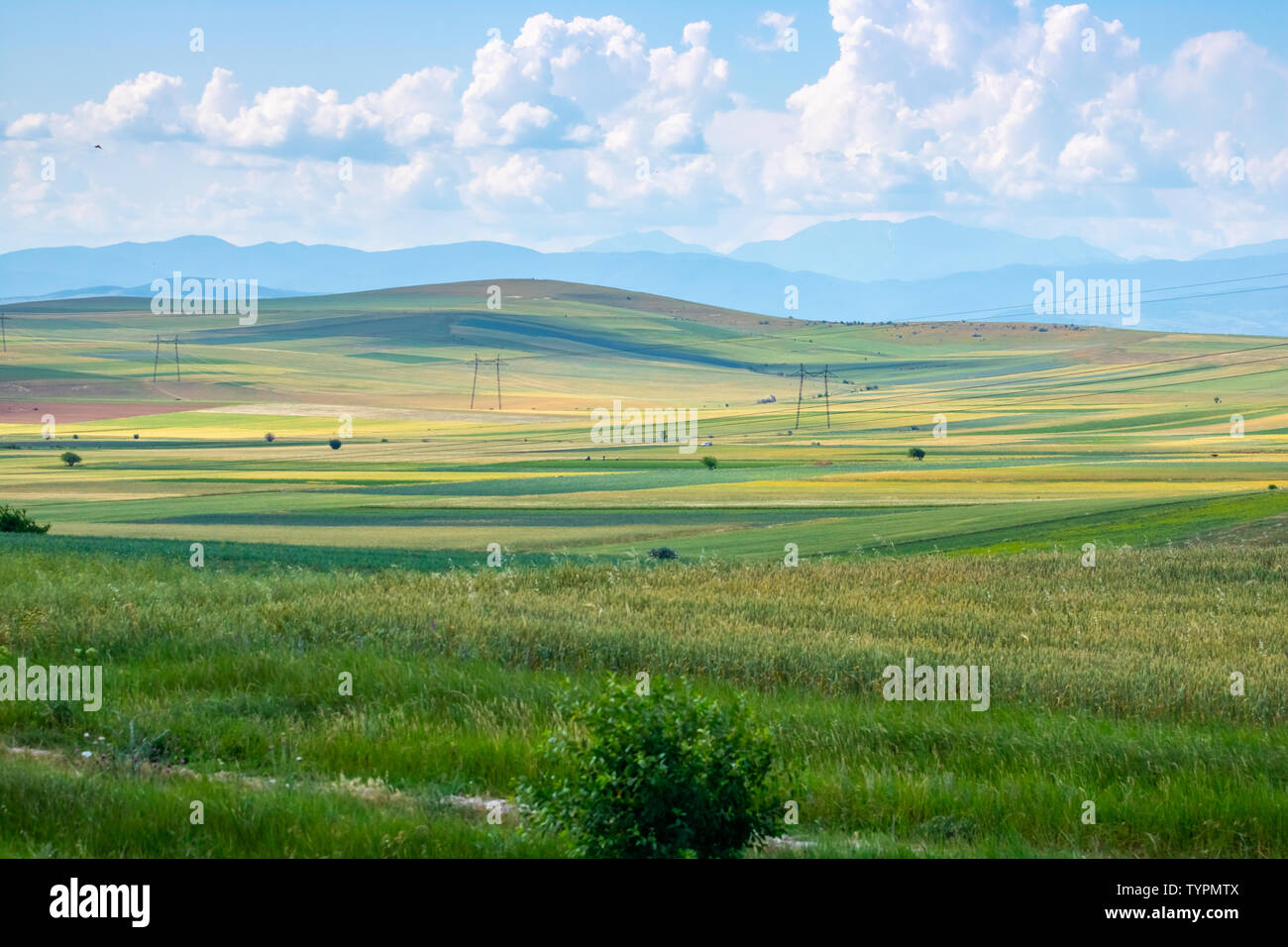 Wheat field, landscape of agricultural grain crops. Georgia Stock Photo ...