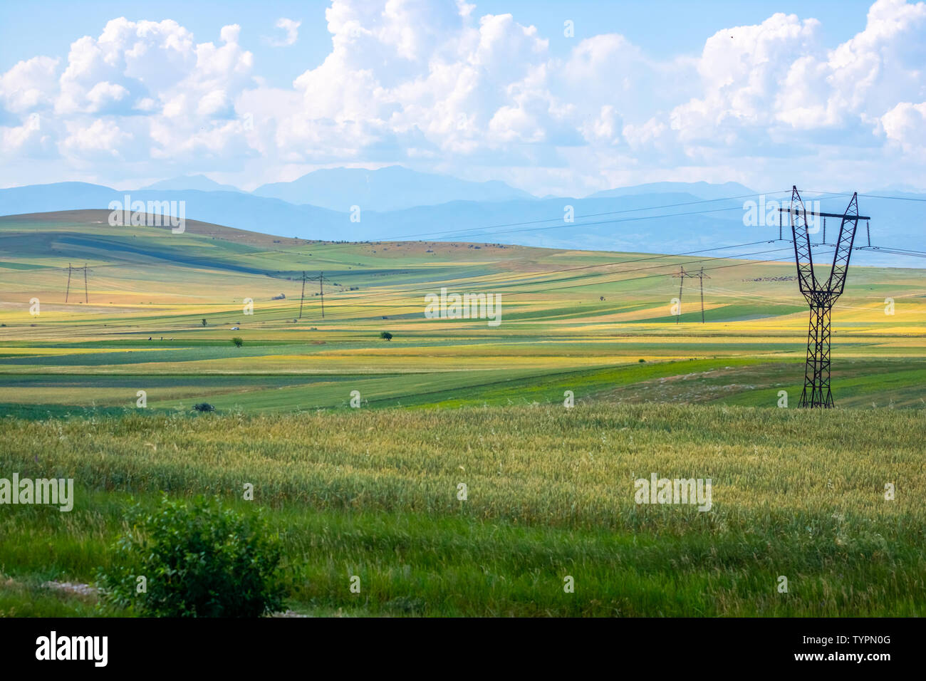 Wheat field, landscape of agricultural grain crops. Georgia Stock Photo ...