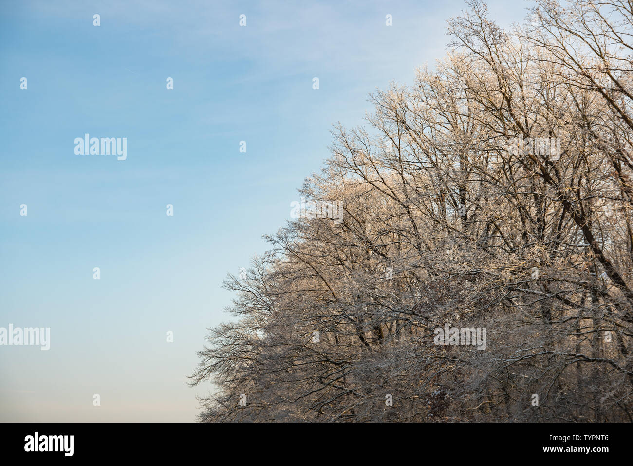 White frost on tree branches on blue sky background in winter. Frozen ...