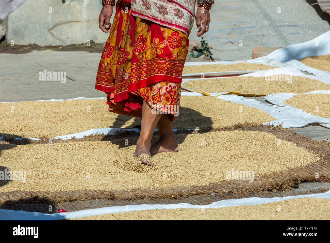 Stomping rice hi-res stock photography and images - Alamy