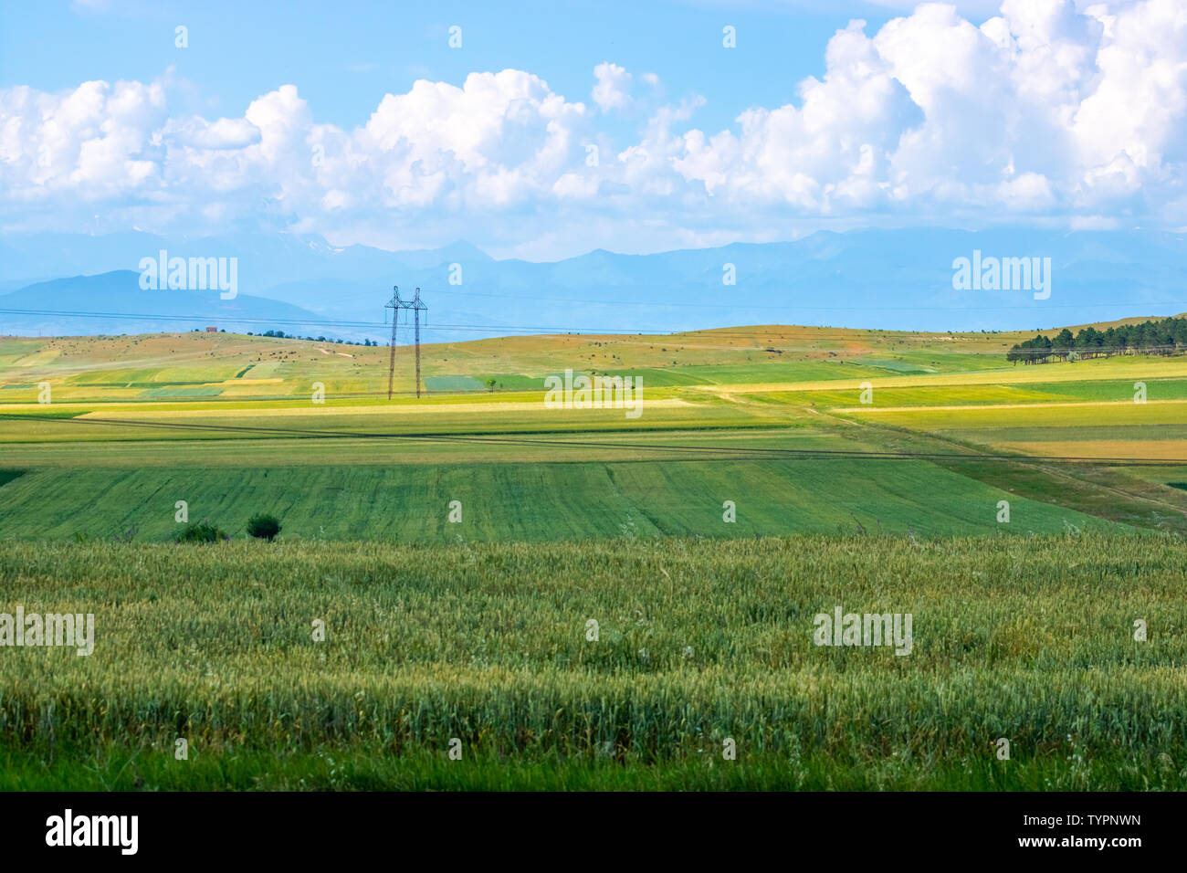 Wheat field, landscape of agricultural grain crops. Georgia Stock Photo ...