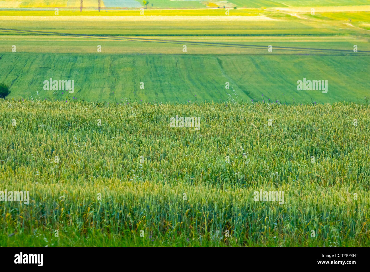 Wheat field, landscape of agricultural grain crops. Georgia Stock Photo ...