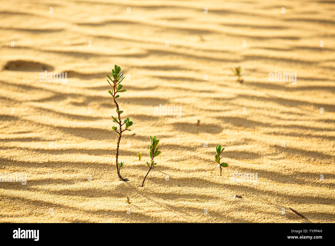 Plants growing in sand hi-res stock photography and images - Alamy
