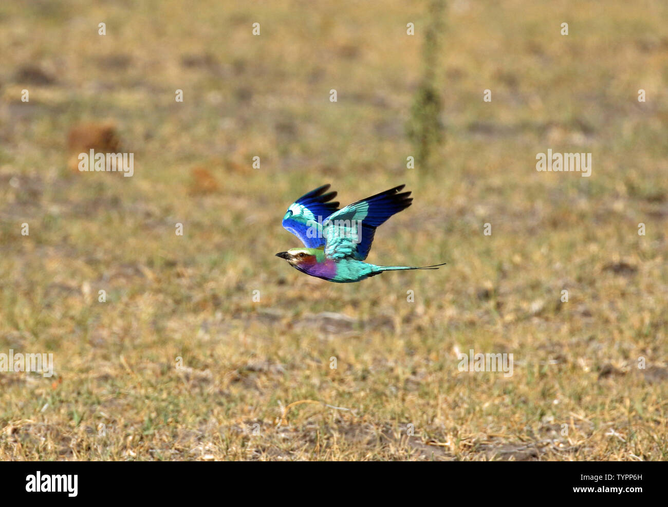 Lilac Breasted Roller Stock Photo - Alamy