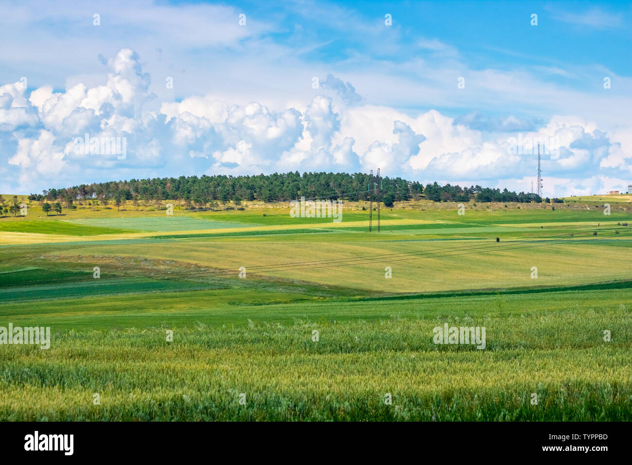 Georgia wheat grain hi-res stock photography and images - Alamy