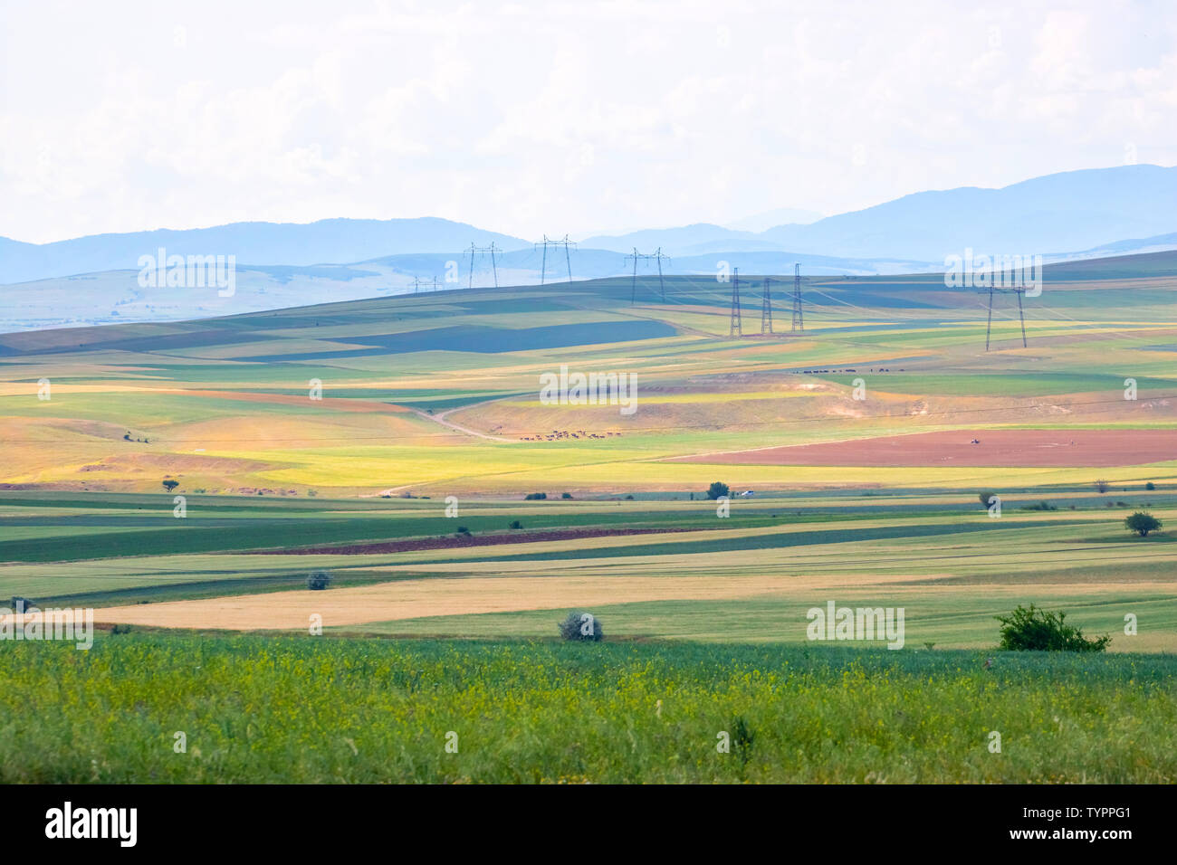Wheat field, landscape of agricultural grain crops. Georgia Stock Photo ...