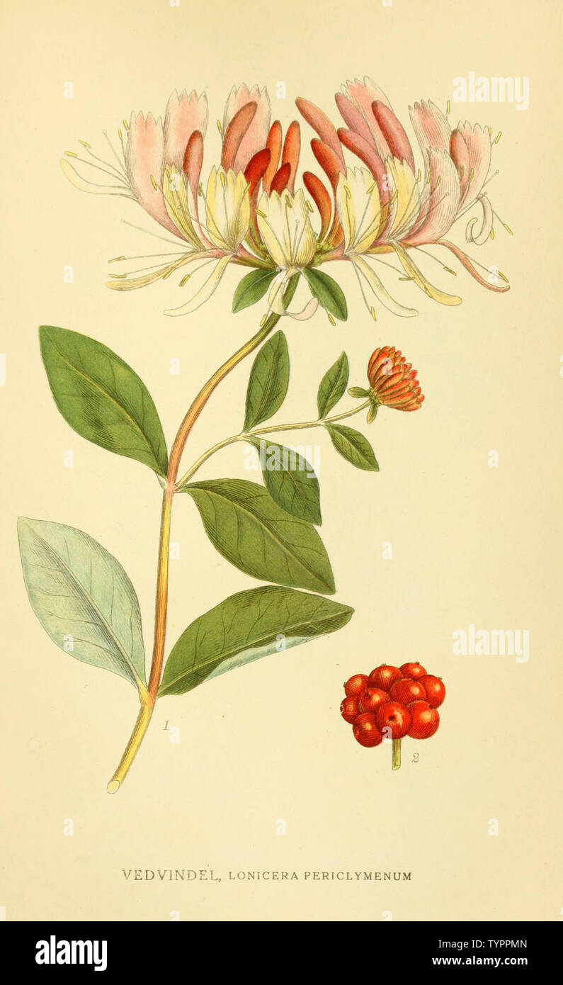 Beautiful vintage hand drawn illustrations of plants and flowers from ...