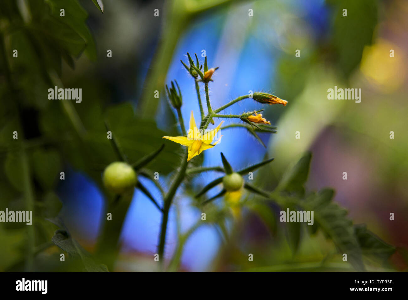 Tomato flower blossoms from urban container garden Stock Photo - Alamy