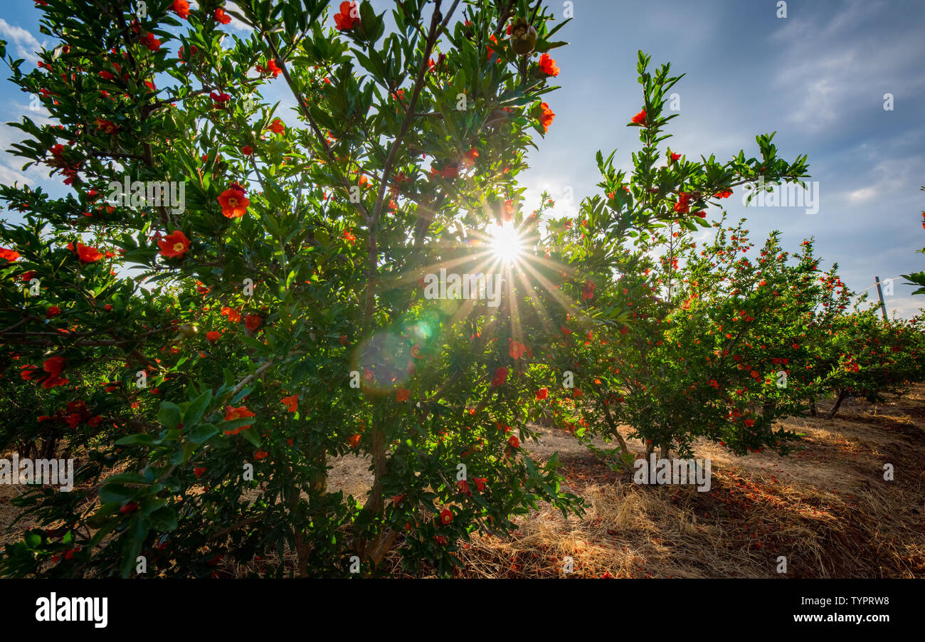 Garnet flowers hi-res stock photography and images - Alamy