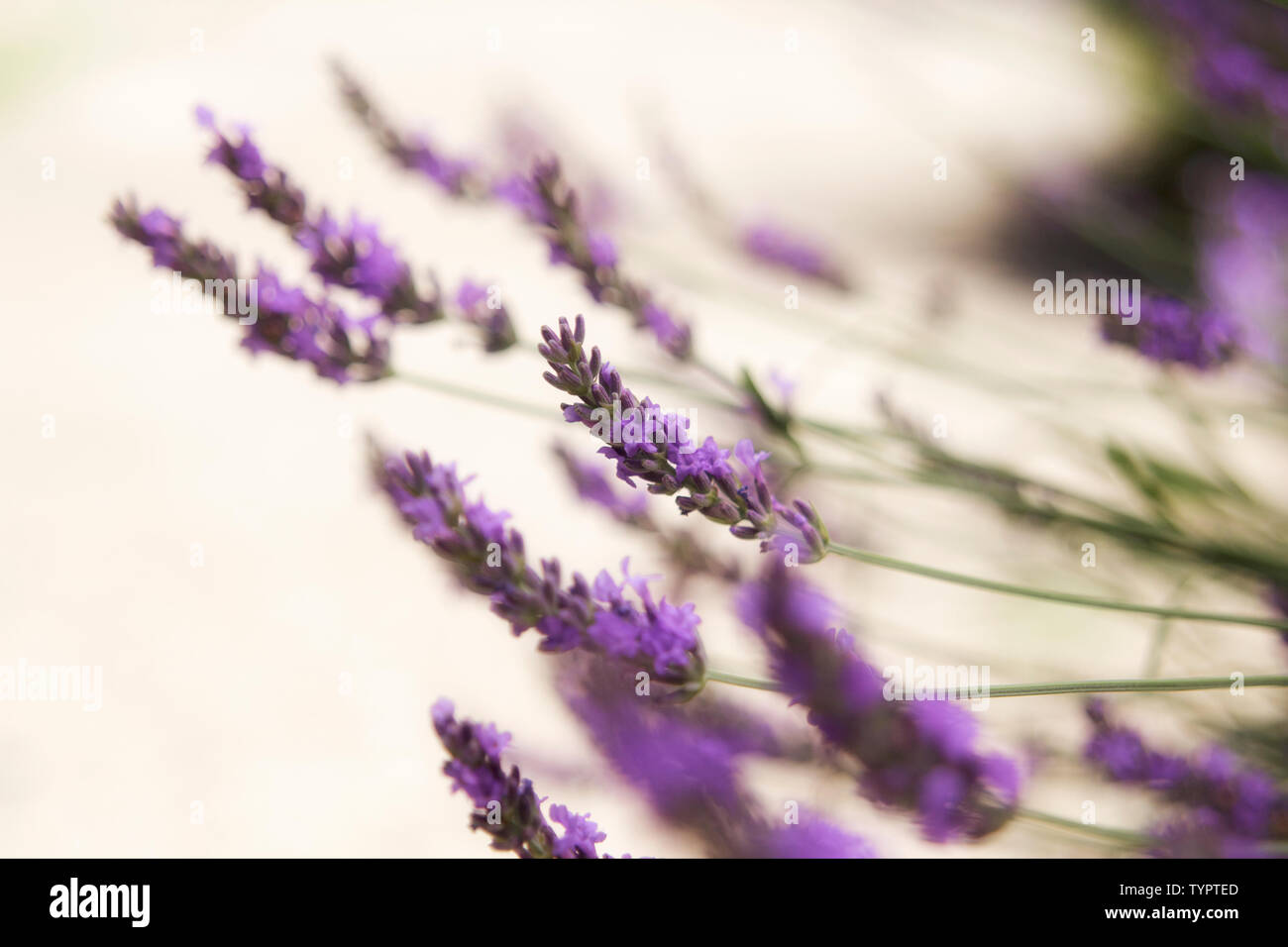 Lavender plant flowers in full bloom Stock Photo - Alamy