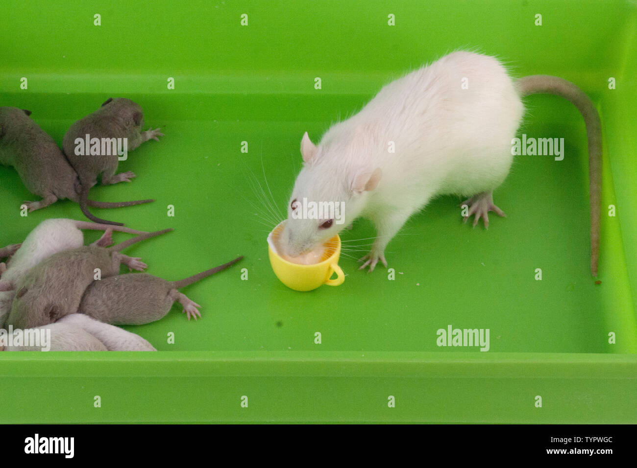 The rat drinks from a yellow Cup. The mouse sits next to the newborn ...