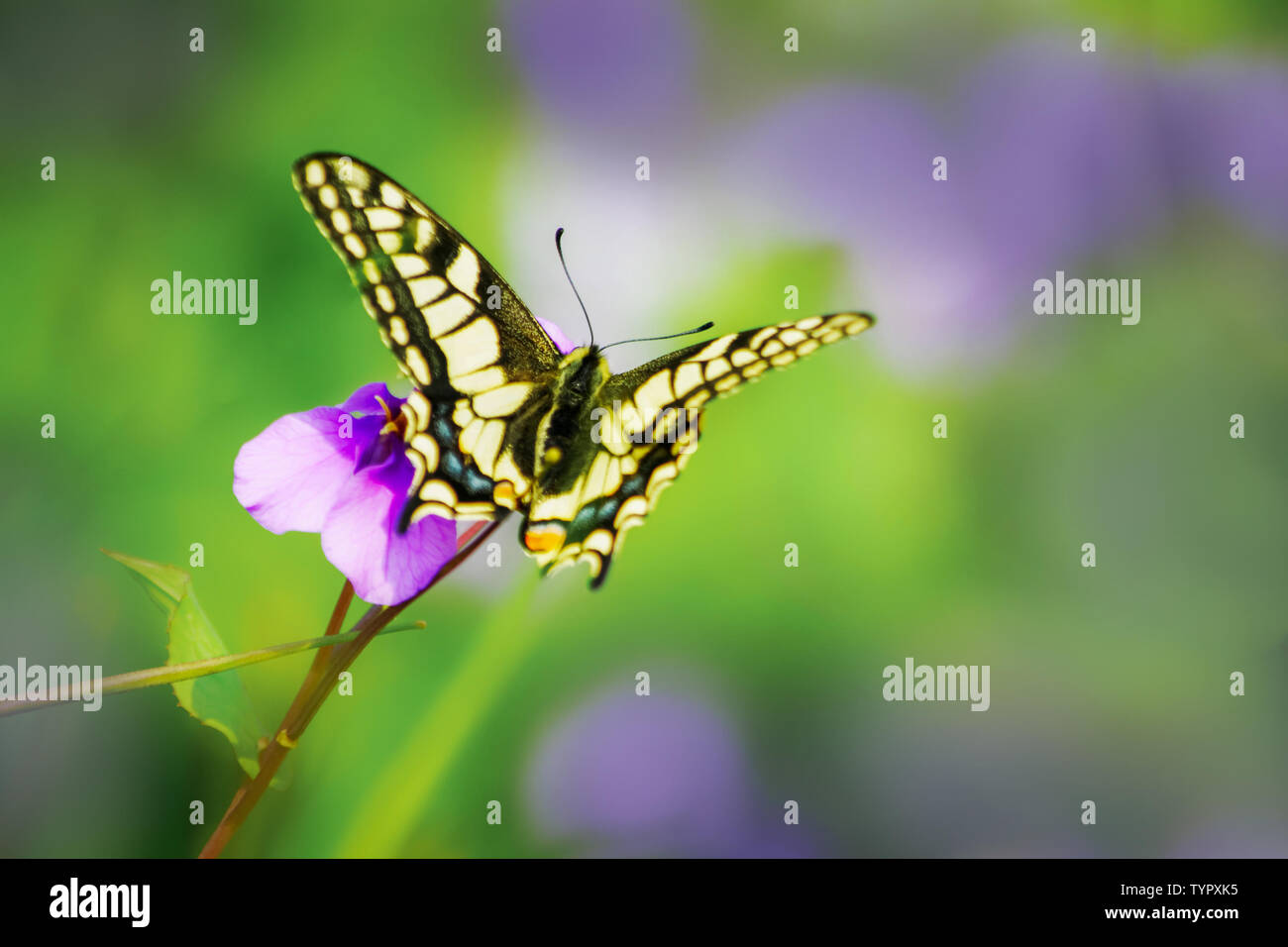 Golden Phoenix butterfly Stock Photo - Alamy