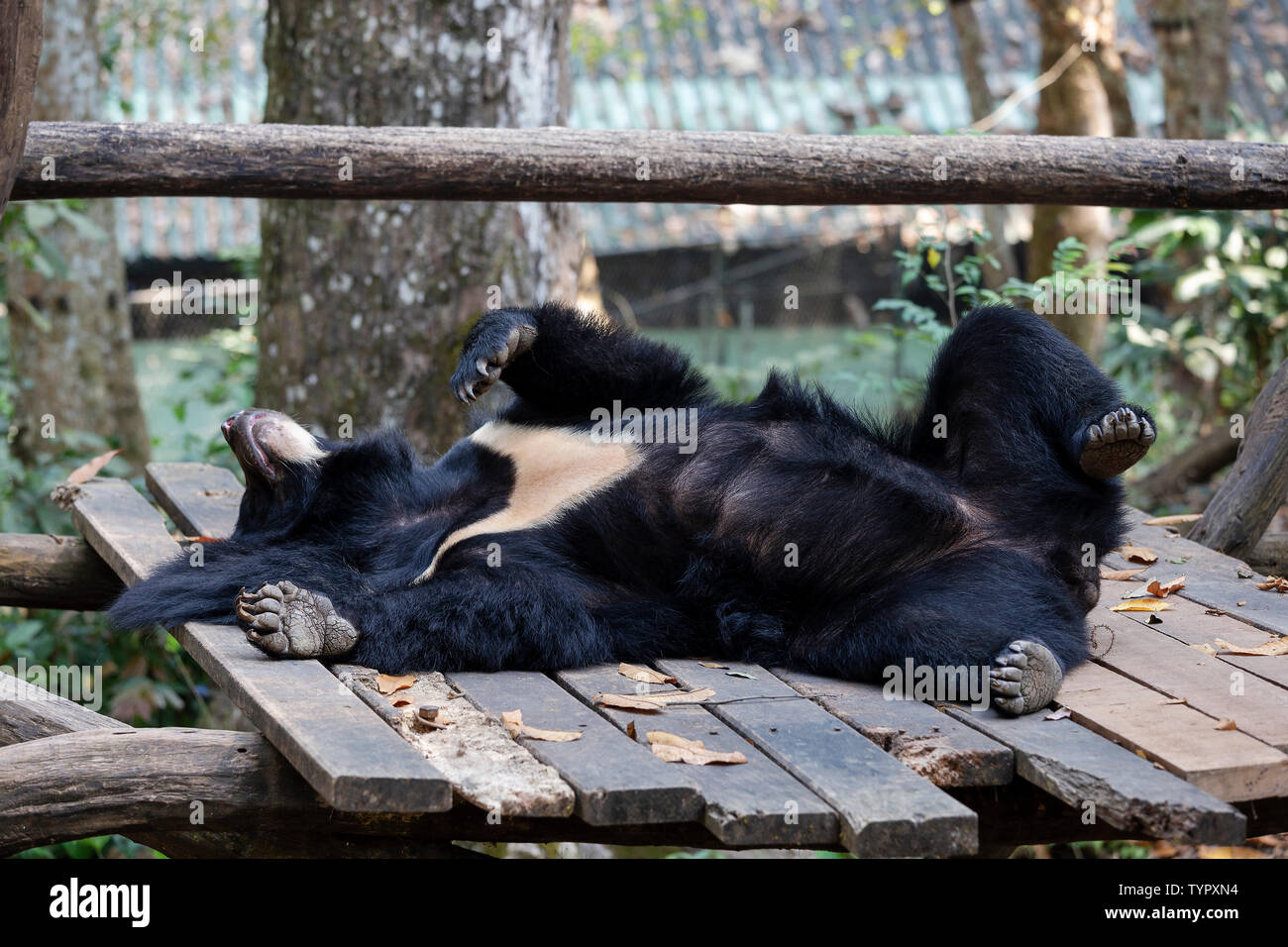 Kuang si bear park hi-res stock photography and images - Alamy