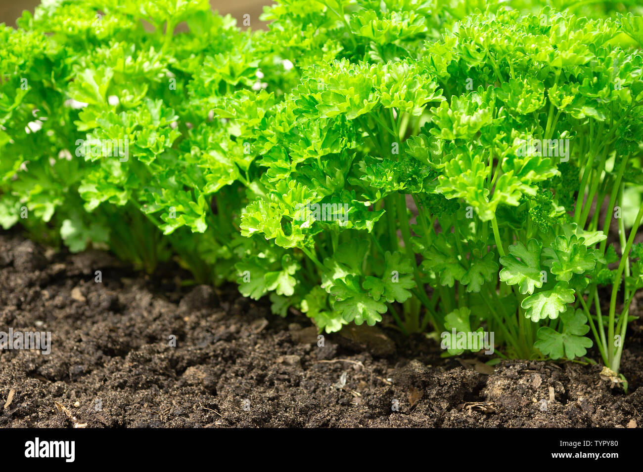 Green parsley growing in the garden. Parsley background Stock Photo - Alamy