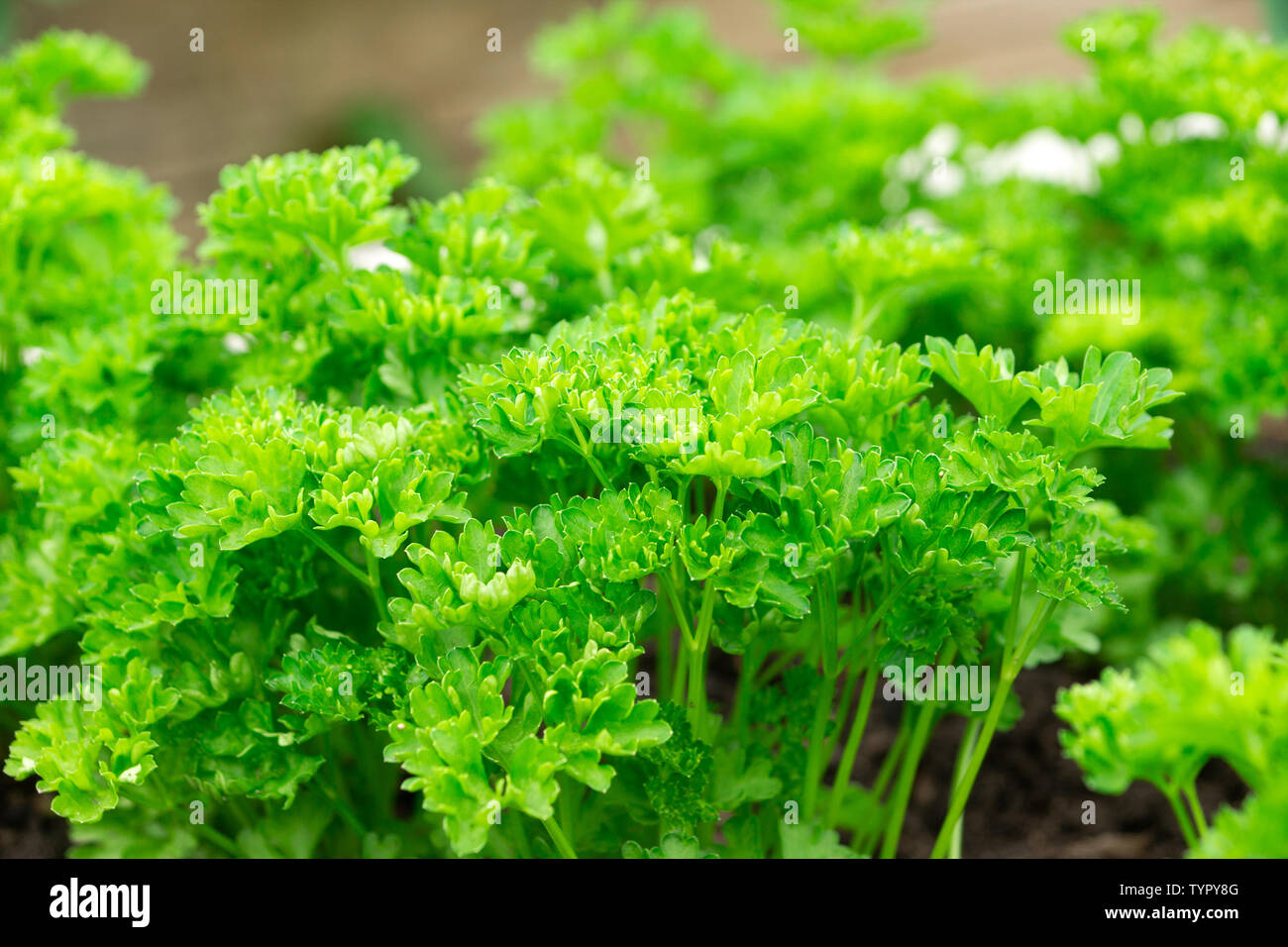 Parsley growing in the garden. Parsley background Stock Photo - Alamy