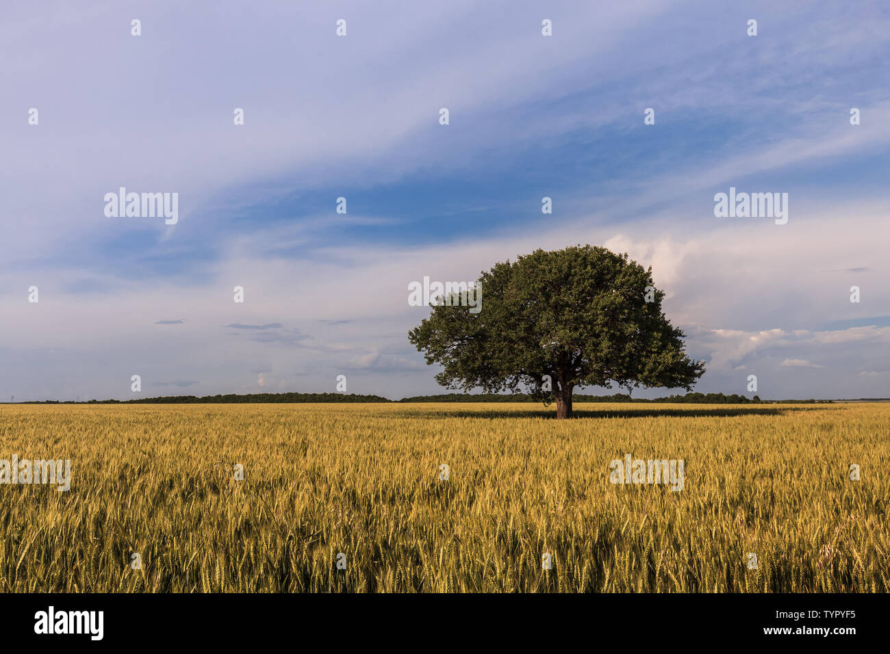 a green tree isolated on a wheat field Stock Photo - Alamy