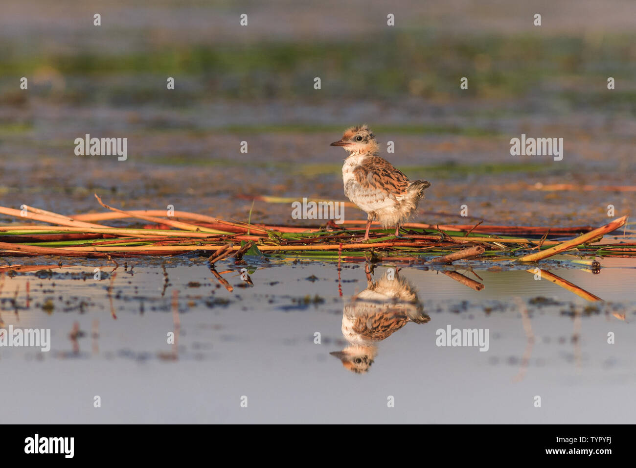 baby bird of common tern (sterna hirundo Stock Photo - Alamy