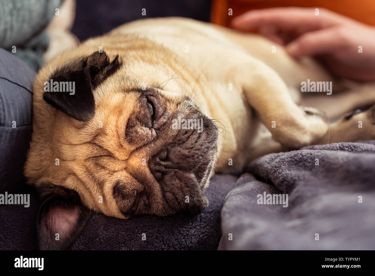 Close up face of Cute pug dog sleeping rest in sofa, couch Stock Photo ...