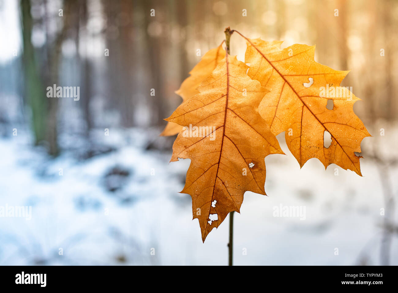 Two frosted maple leaves hang off a small tree in a snowy landscape ...