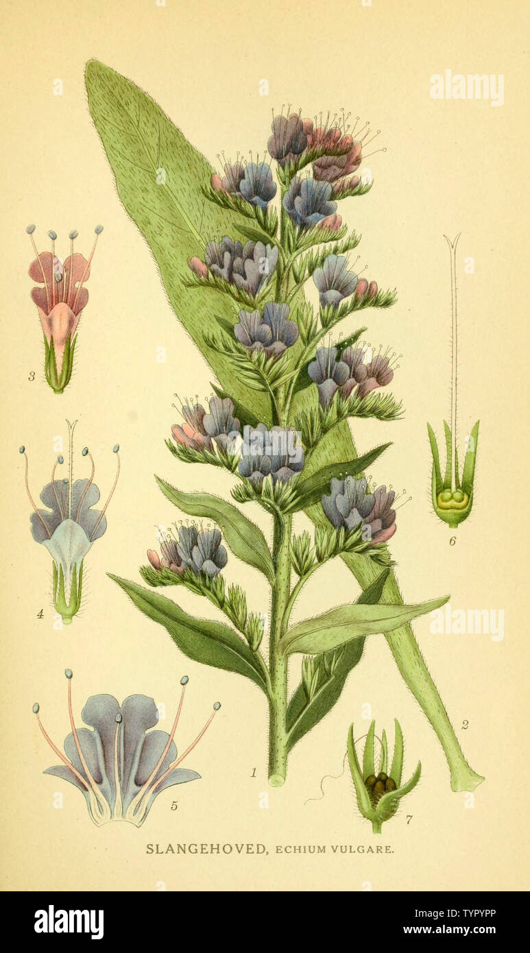 Beautiful vintage hand drawn illustrations of plants and flowers from ...