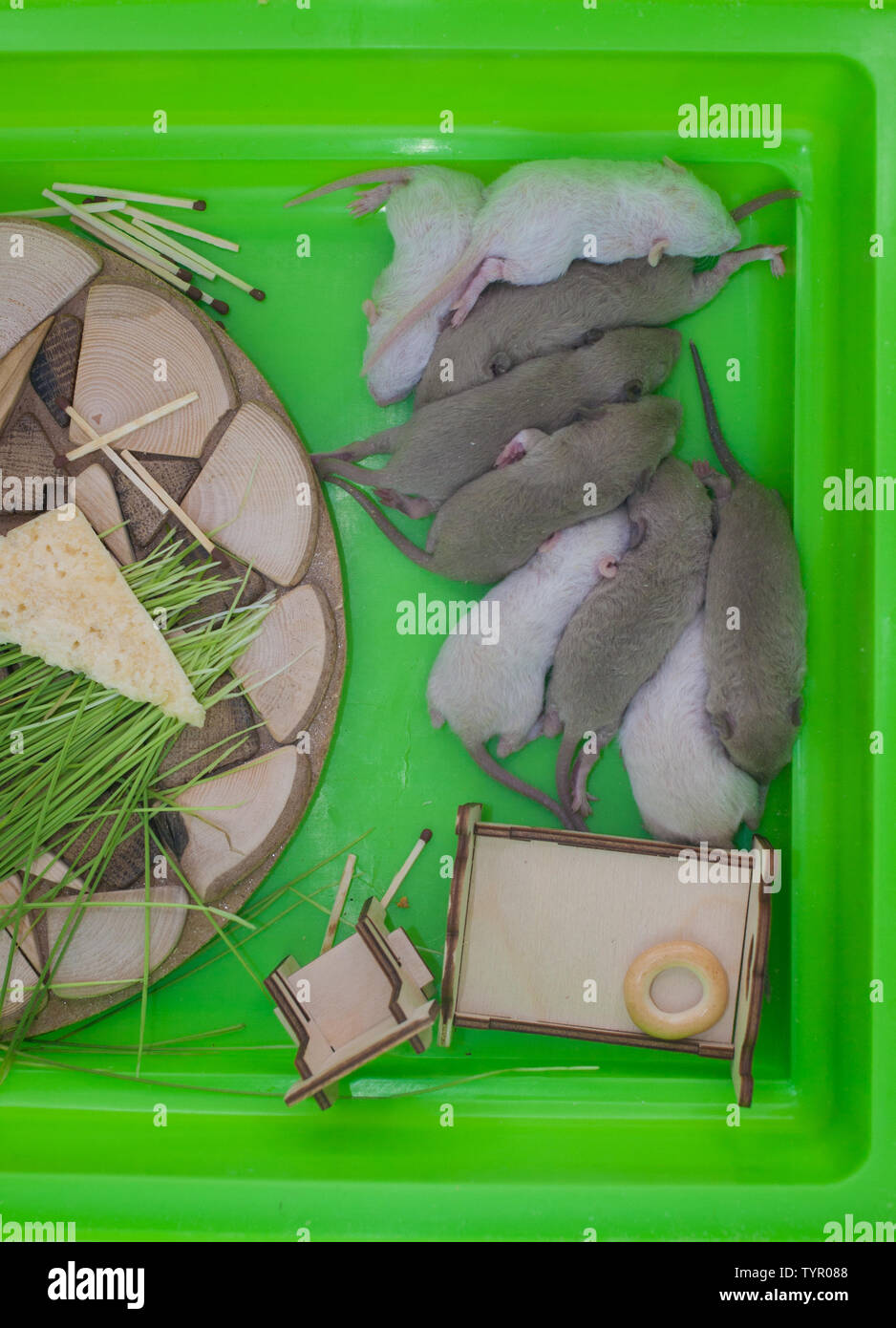 The concept of cold. Small rats lie in a cage in one pile and bask ...