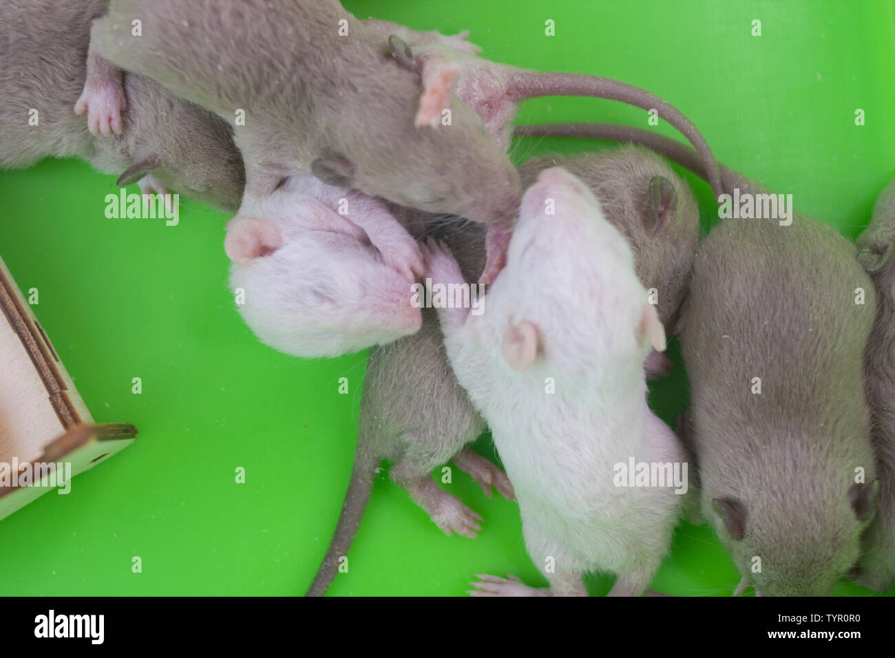 Newborn rats closeup. Small mouse children lie together. Decorative ...