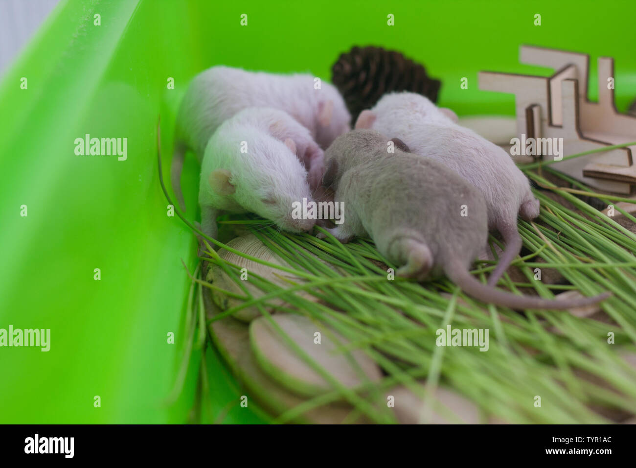 Newborn mice hi-res stock photography and images - Alamy