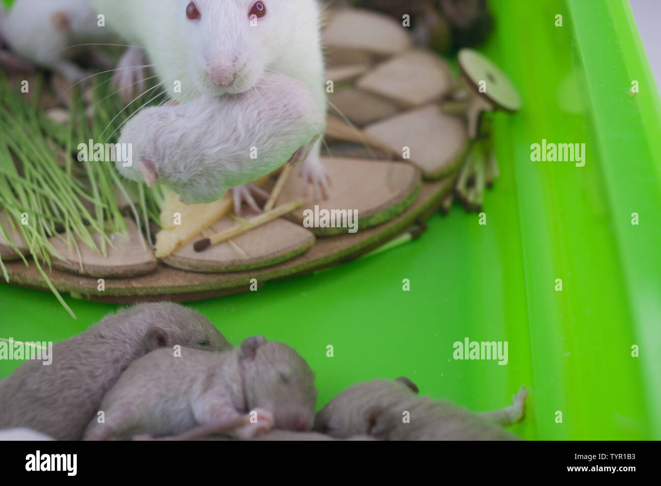 A rat carries a cub in its teeth. A little mouse bites his child ...