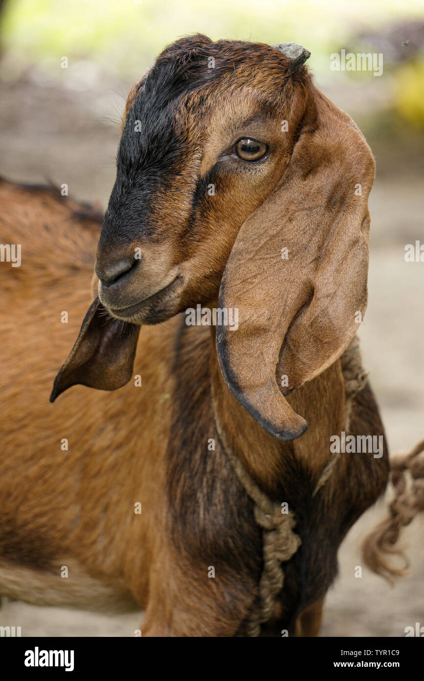 Curious young Goat, with large ears perked and alert in Bangladeshi ...